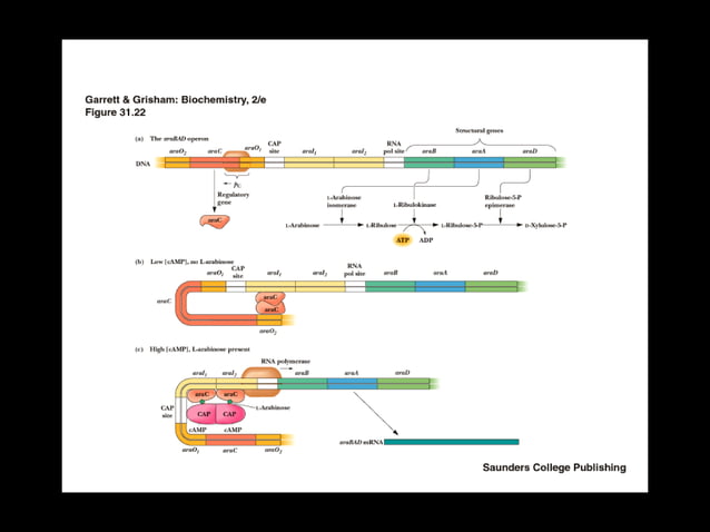 Transcription and regulation of gene expression.ppt | Web Development | Internet