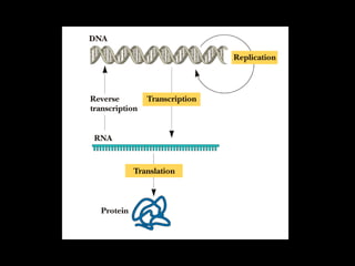 Transcription and regulation of gene expression.ppt