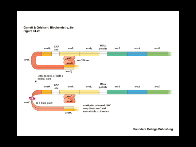 Transcription and regulation of gene expression.ppt | Web Development | Internet