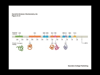 Transcription and regulation of gene expression.ppt