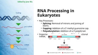 Transcription and RNA Processing Powerpoint | PPTX