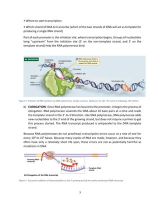 Transcription and RNA processing-even-sem-2015.pdf
