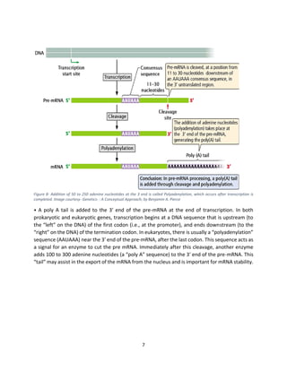 Transcription and RNA processing-even-sem-2015.pdf