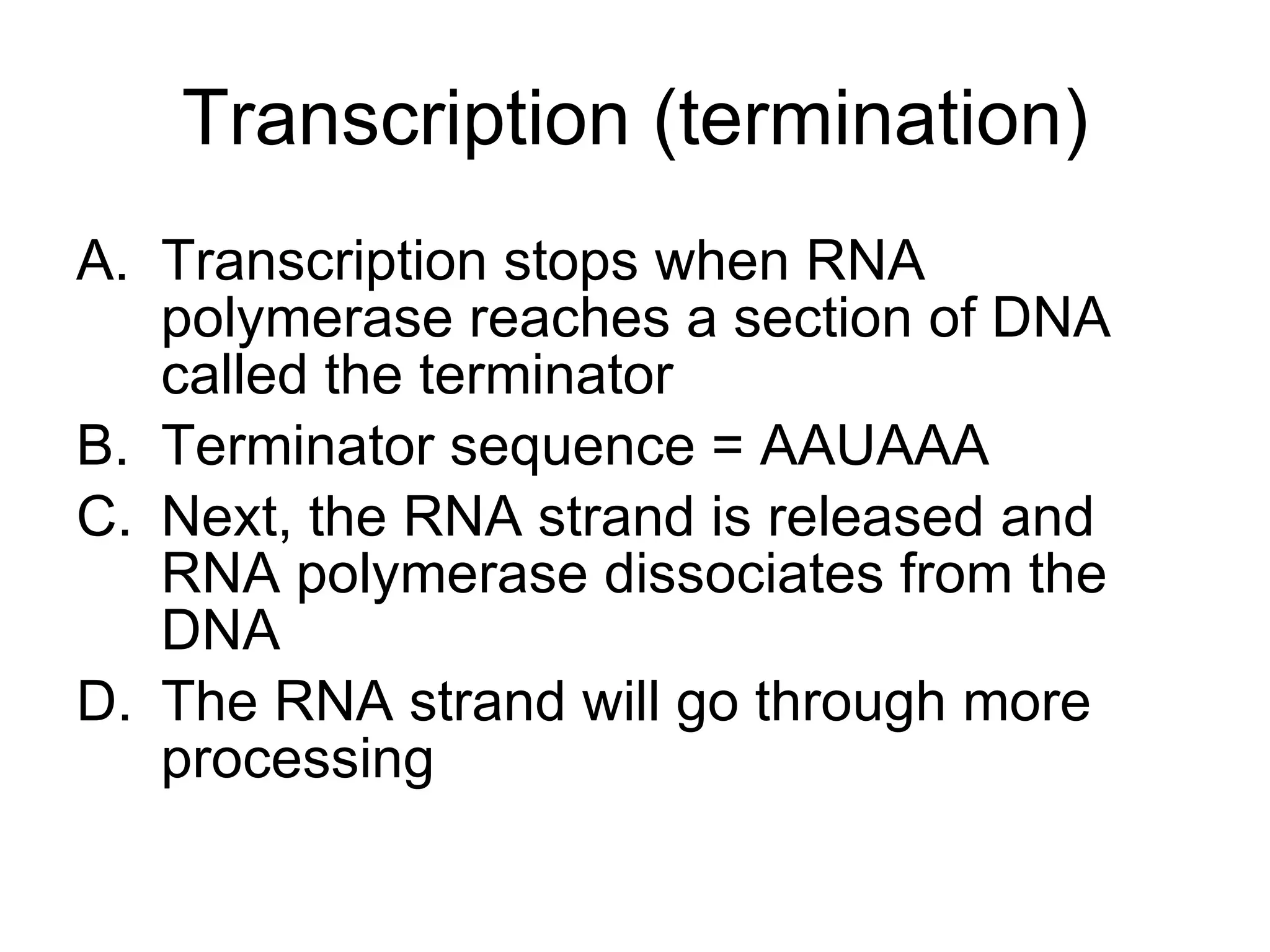 Transcription and Translation PowerPoint | PPT