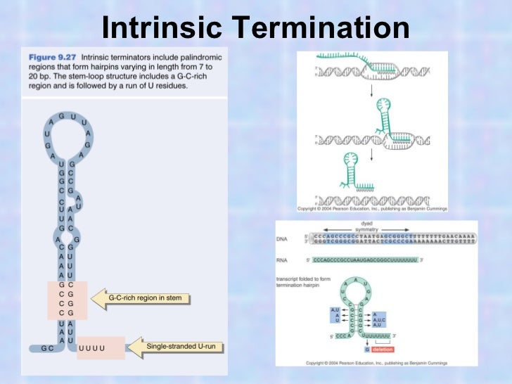 Transcription and translation