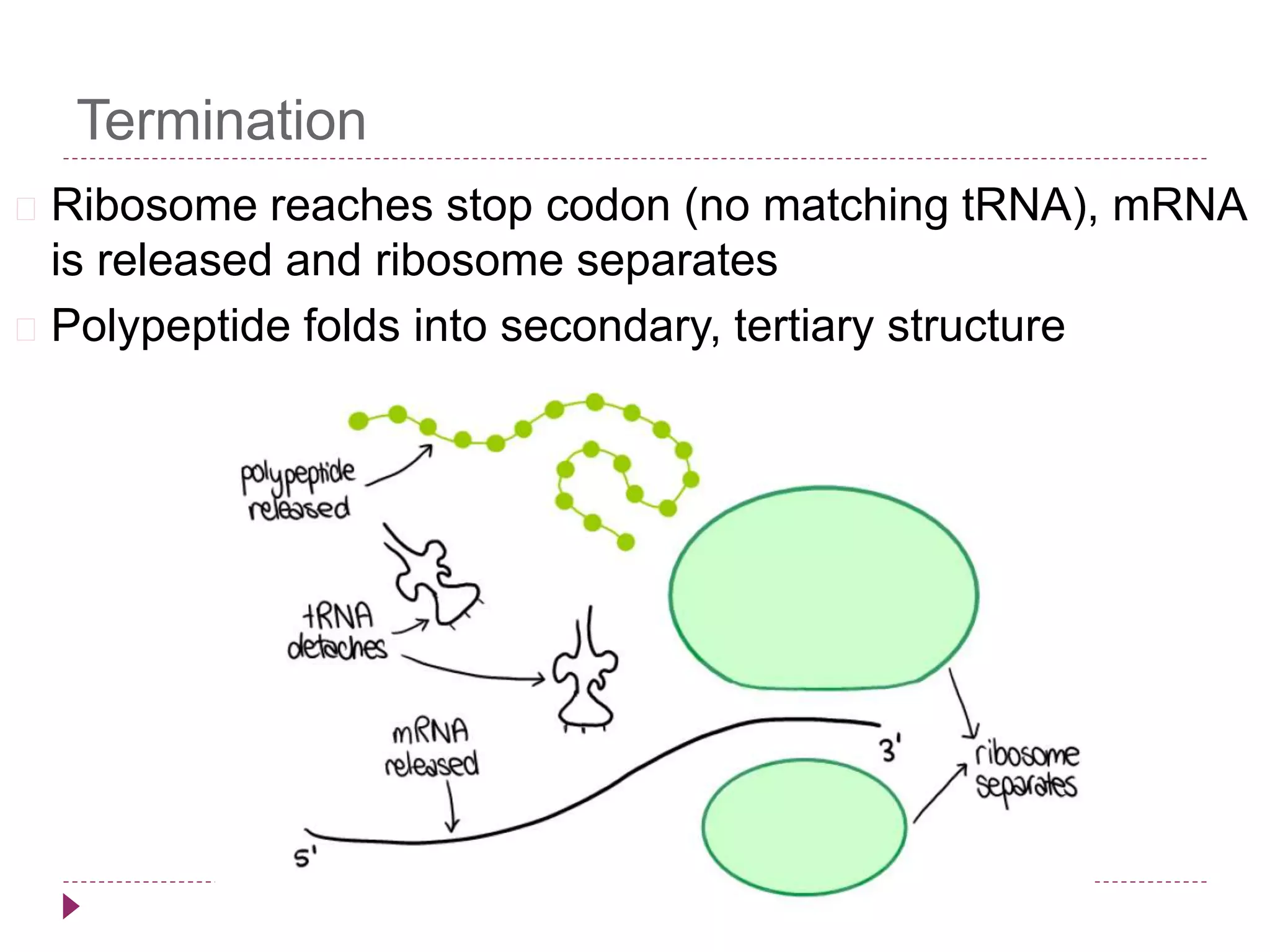Transcription and Translation | PPTX