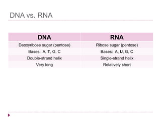 Transcription and Translation | PPTX