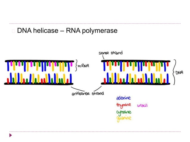 Transcription and Translation | PPTX | Programming Languages | Computing