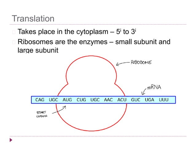 Transcription and Translation | PPTX | Programming Languages | Computing