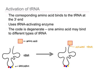 Transcription and Translation | PPTX