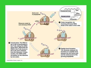 Transcription and translation | PPT