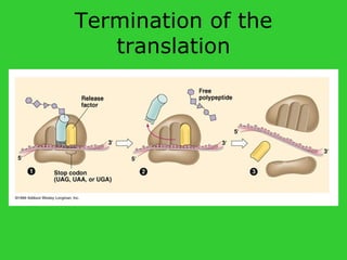 Transcription and translation | PPT