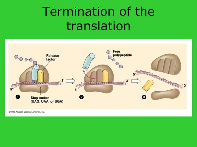 Transcription and translation | PPT