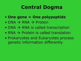 Transcription and translation | PPT