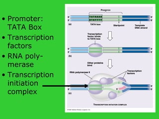 Transcription and translation | PPT