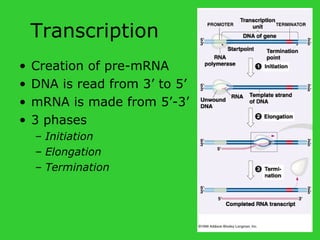 Transcription and translation | PPT