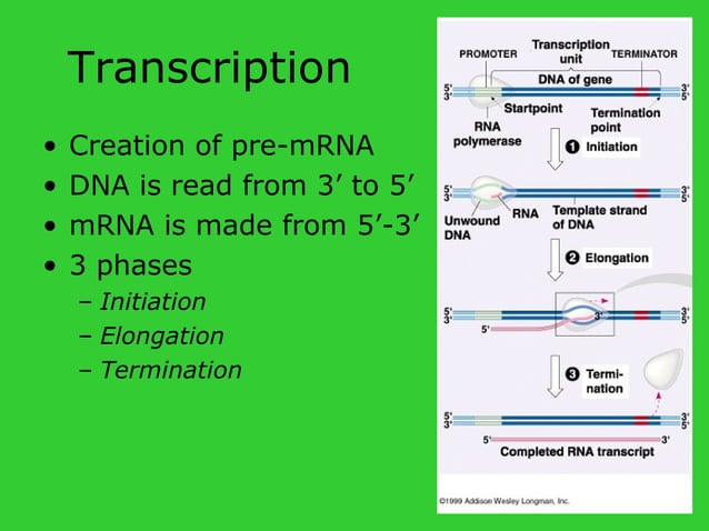 Transcription and translation | PPT