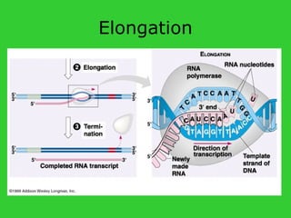 Transcription and translation | PPT