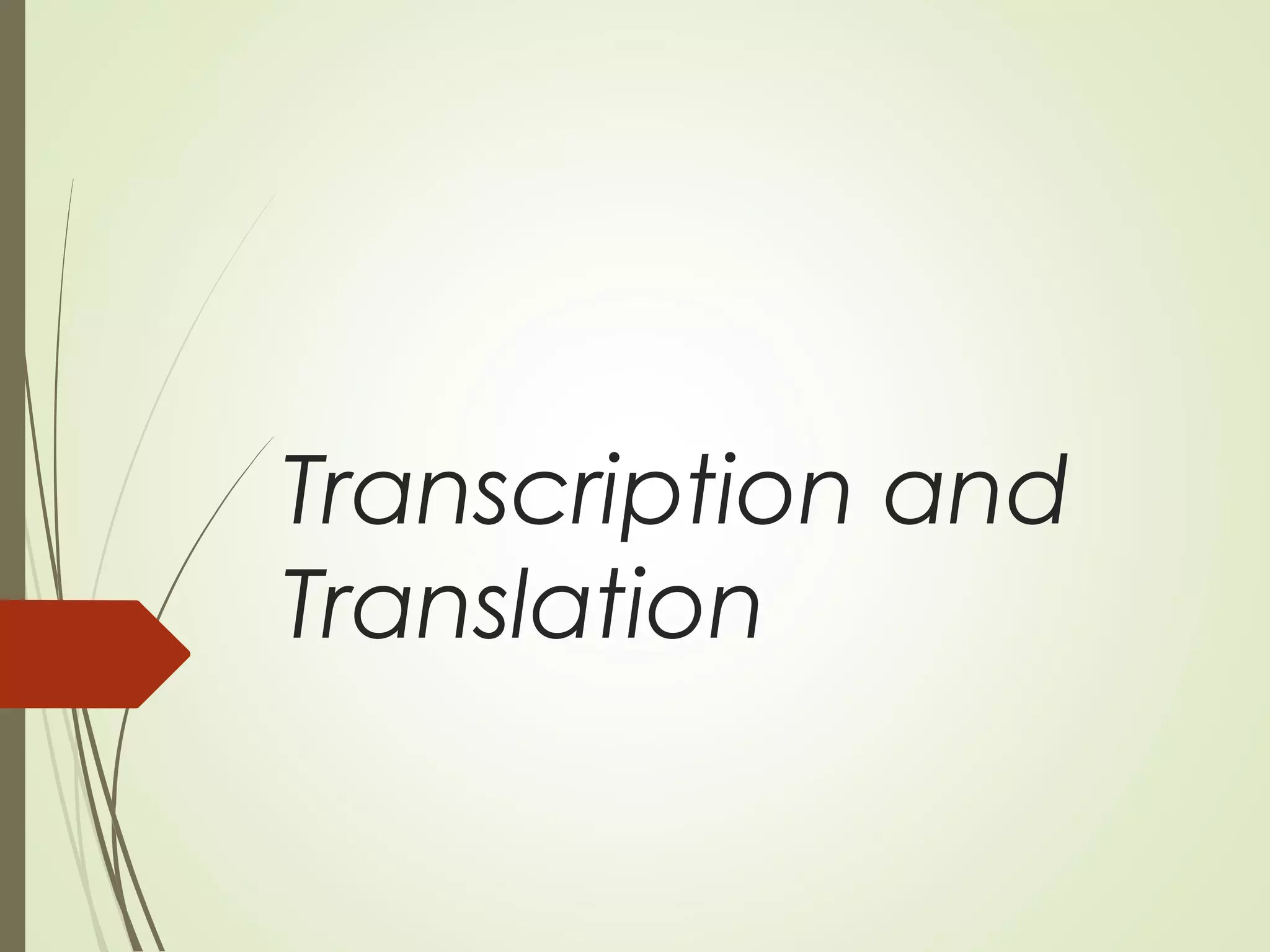 IB Biology HL Transcription and Translation | PPT