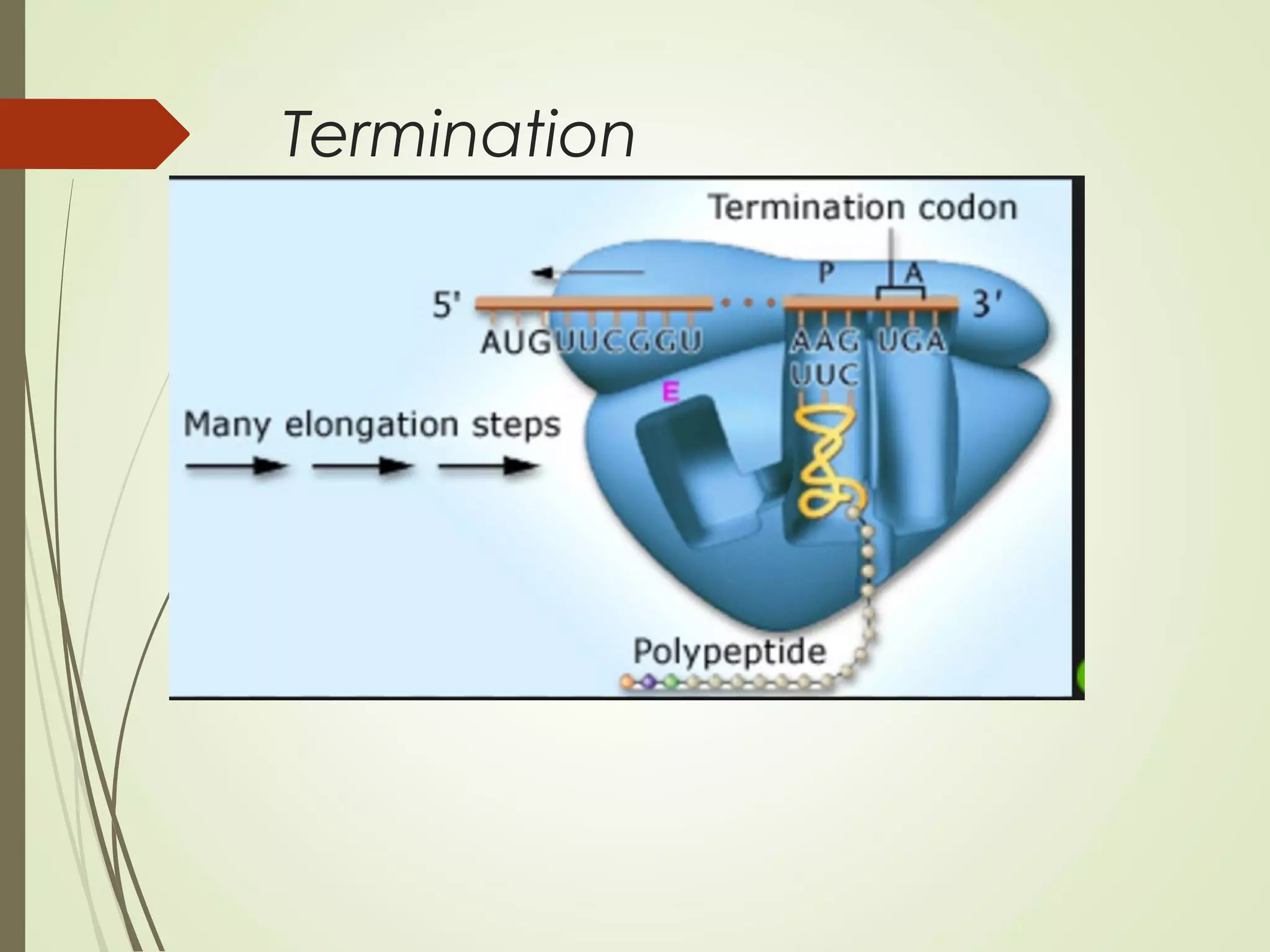 IB Biology HL Transcription and Translation | PPT