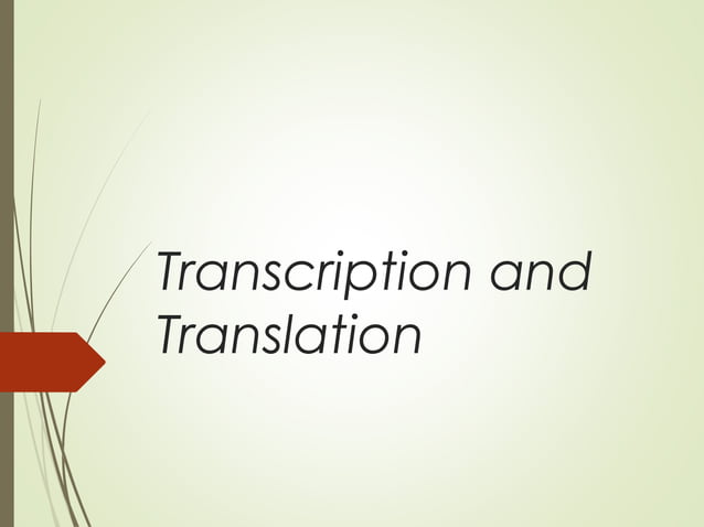 IB Biology HL Transcription and Translation | PPT | Programming Languages | Computing
