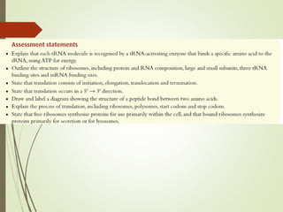 IB Biology HL Transcription and Translation | PPT