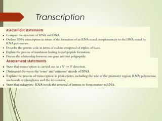 IB Biology HL Transcription and Translation | PPT