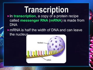 Transcription and Translation.pptx