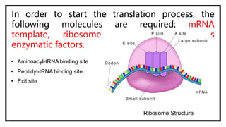 TRANSCRIPTION AND TRANSLATION.pptx