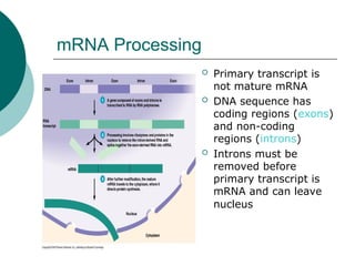 Transcription and Translation Described here | PPT