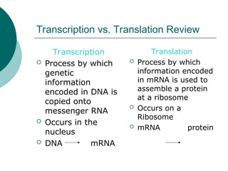 Transcription and Translation Described here | PPT