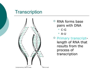 Transcription and Translation Described here | PPT