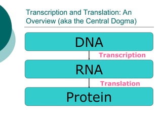 Transcription and Translation. Chapter 14 | PPT