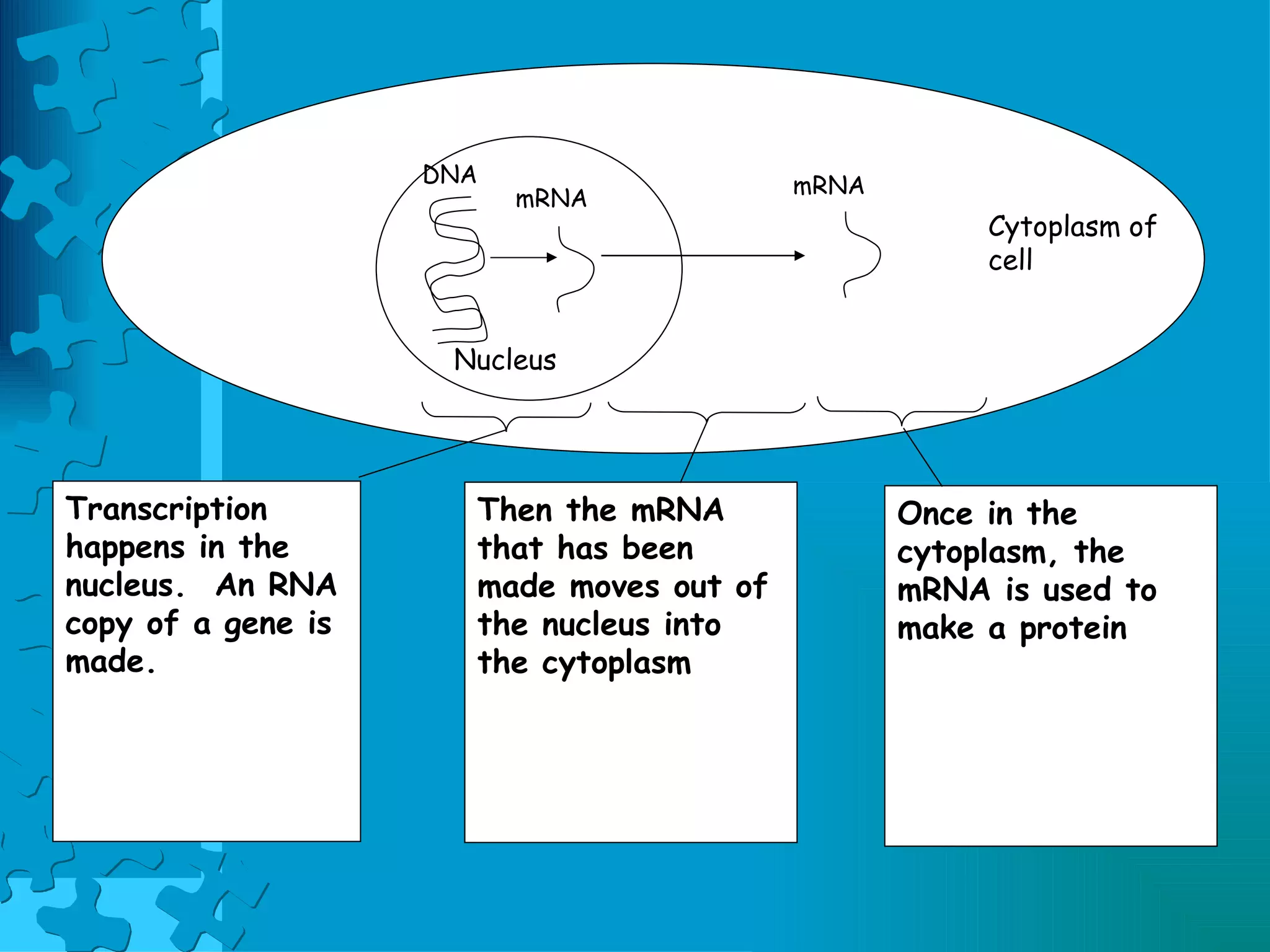 Transcription and translation08 | PPT