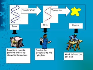 Transcription and translation08 | PPT