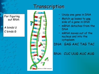 Transcription and translation08 | PPT