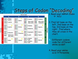 Transcription and translation08 | PPT