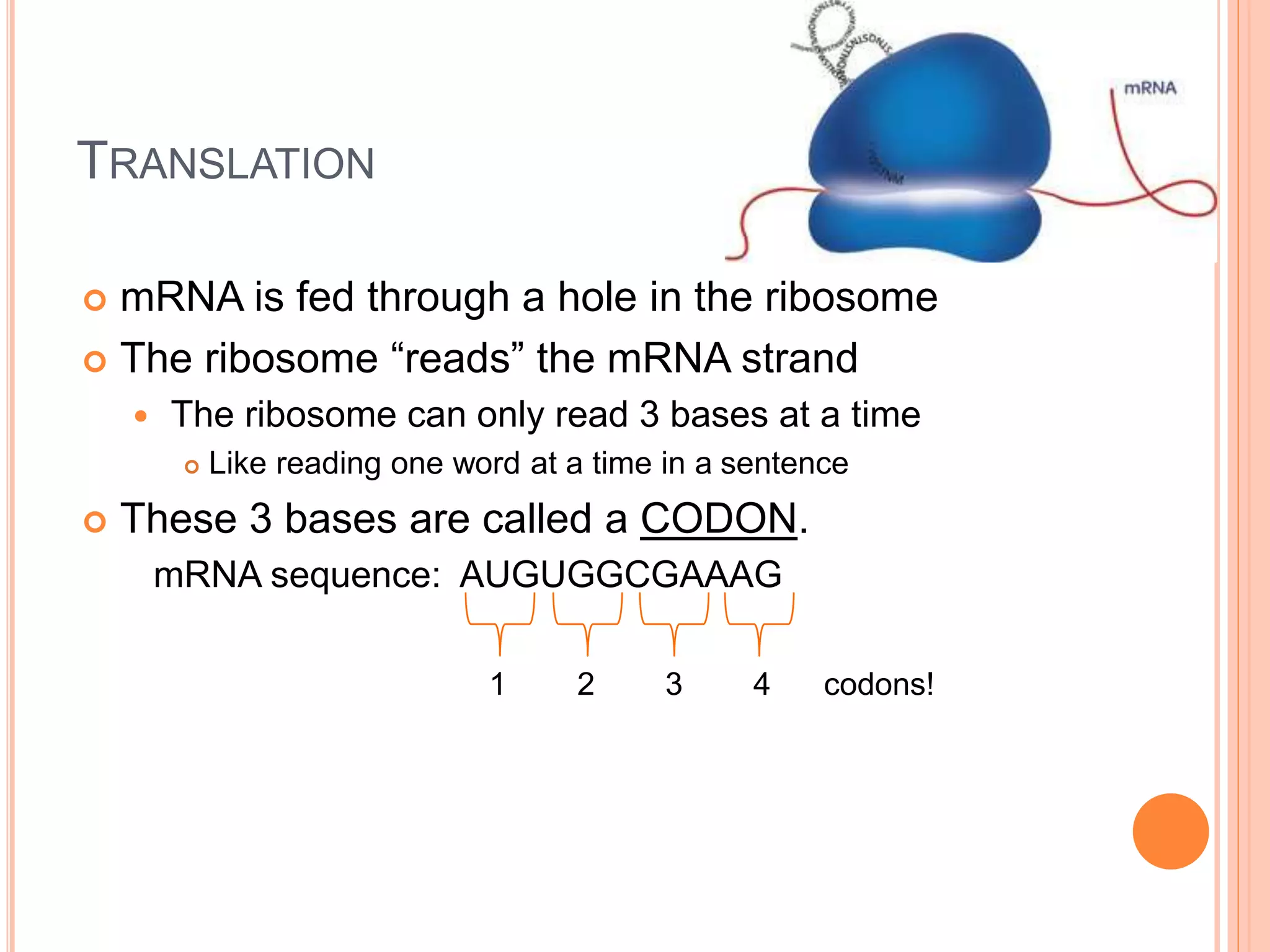 Transcription and Translation | PPTX
