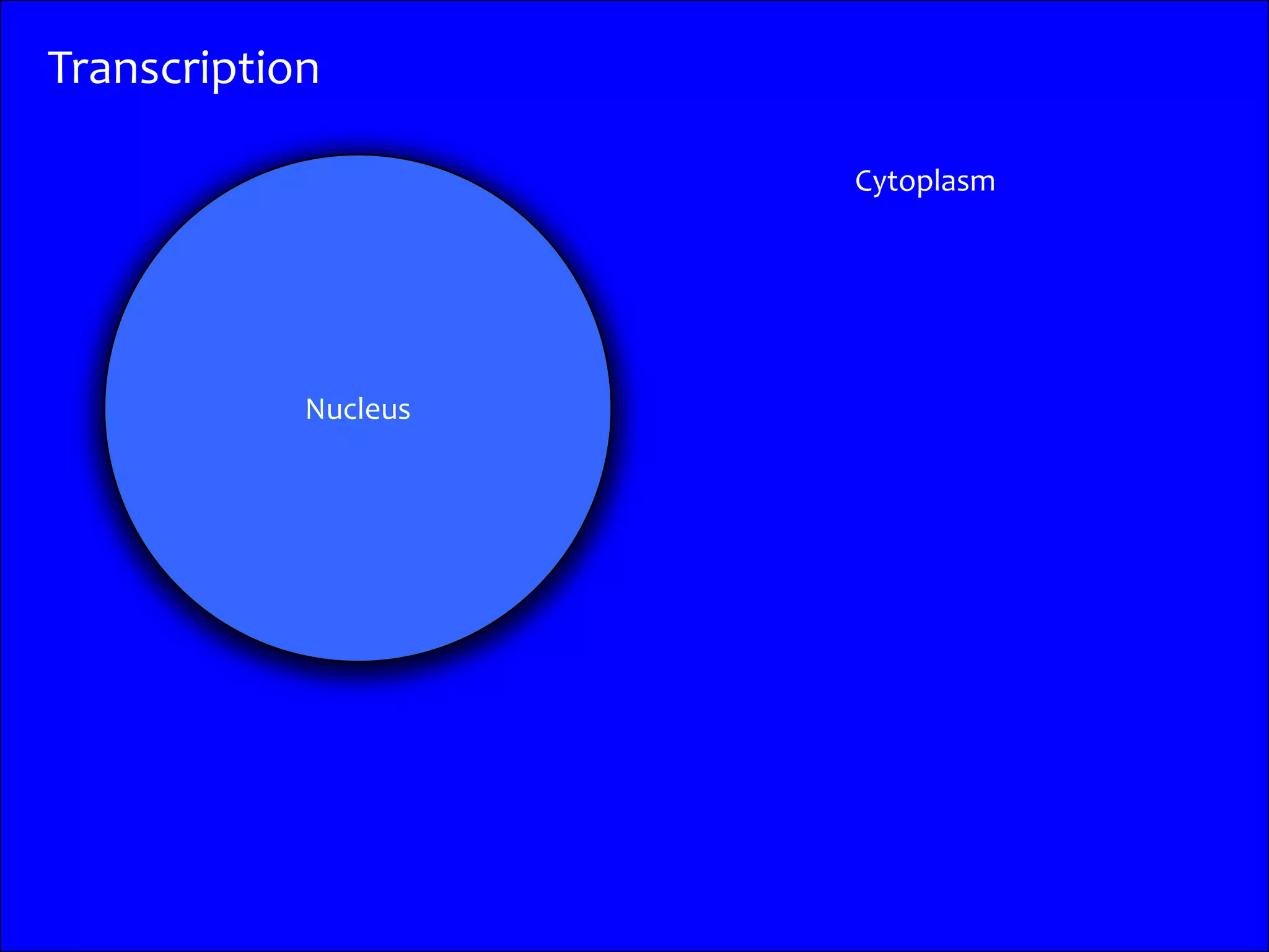 Transcription and translation flip book | PPTX | Programming Languages | Computing
