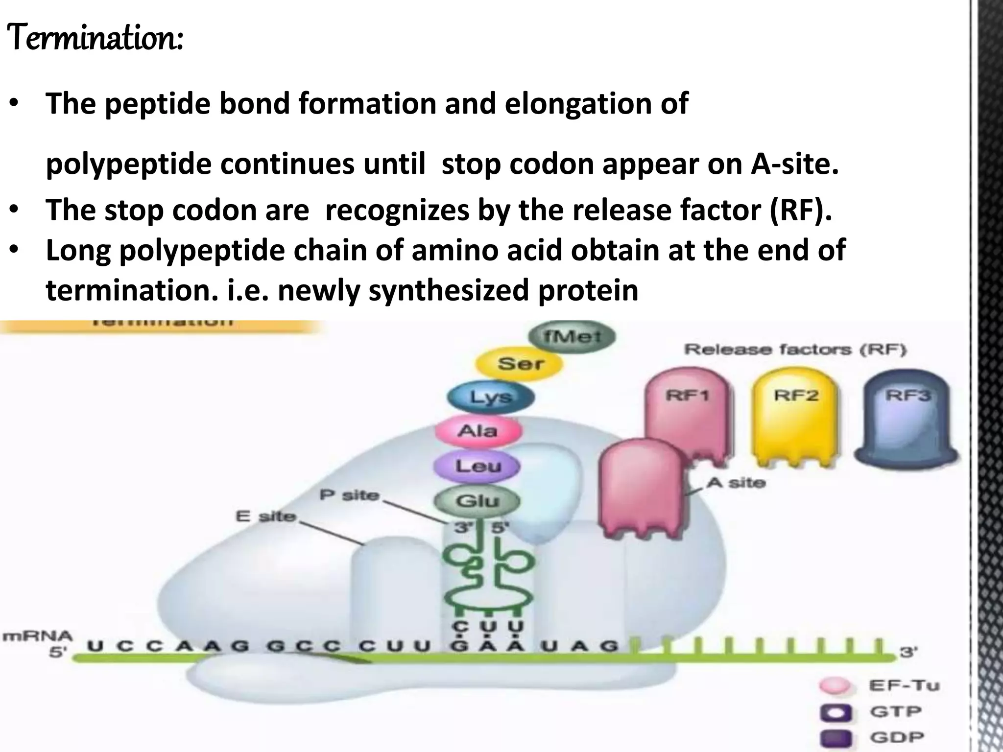 Transcription and translation in prokaryotes | PPTX