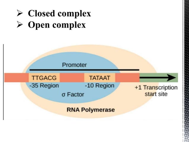 Transcription and translation in prokaryotes | PPTX