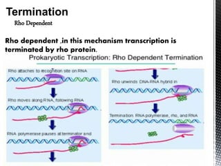 Transcription and translation in prokaryotes | PPTX