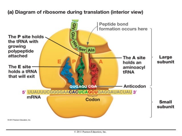 Transcription and translation lecture notes