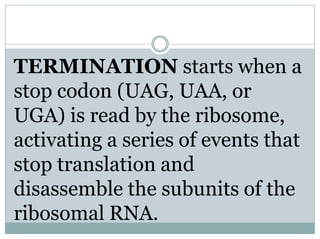 Transcription and Translation part 2.ppt