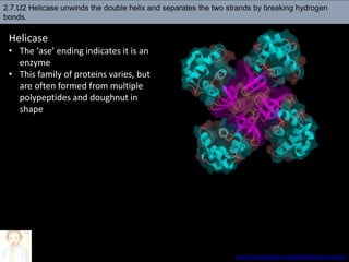 transcription and translation ppt 16.pptx
