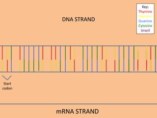 Transcription and translation project | PPT