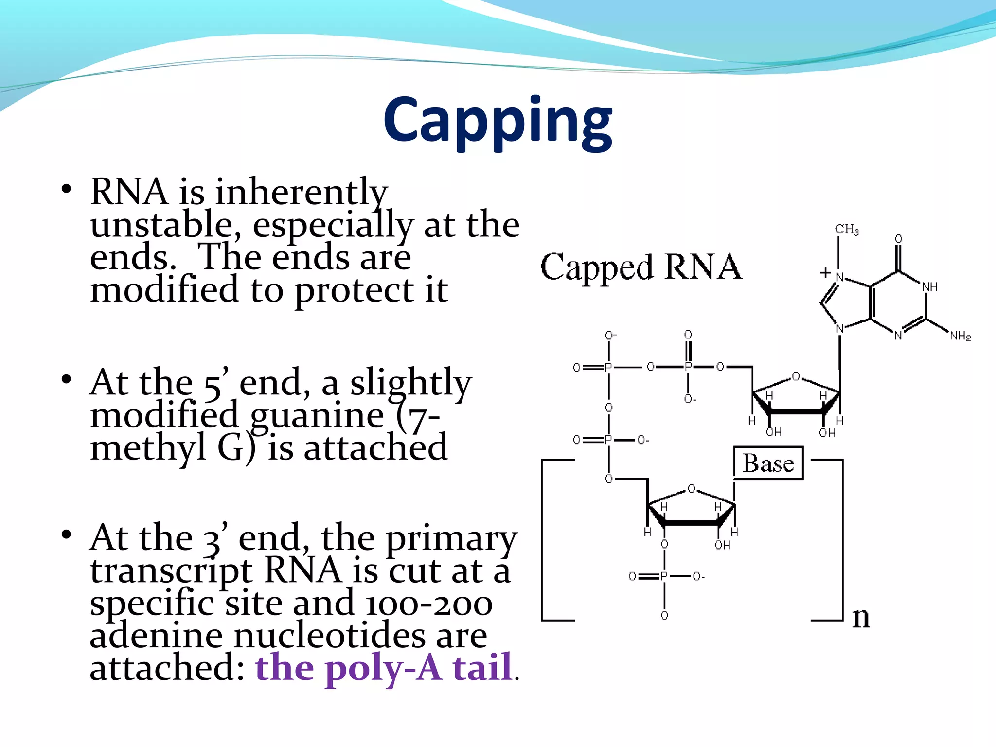 Transcription | PPT