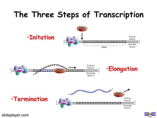 Transcription Steps Diagram