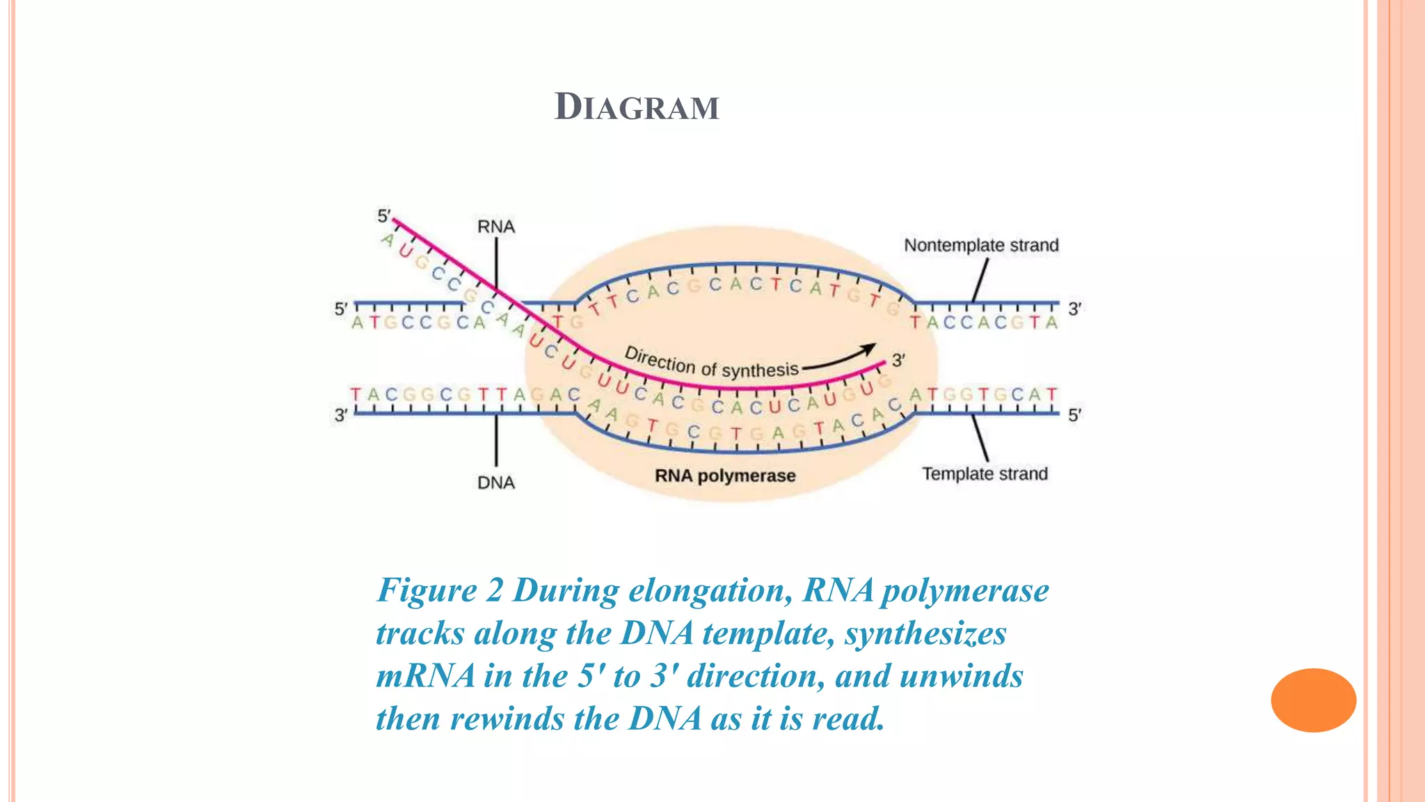 Transcription (Eukaryotic and prokaryotic ) | PPTX