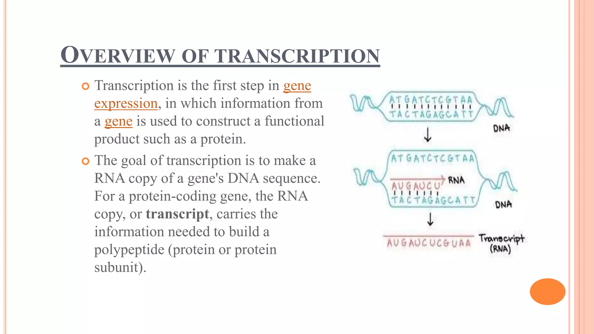 Transcription (Eukaryotic and prokaryotic ) | PPTX